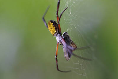 Pacific Island Fern: Spiders on Guam