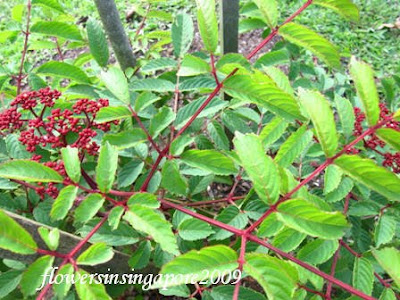 Flowers in Singapore: Leea rubra