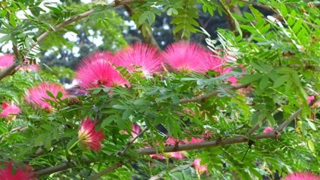 Flowers in Singapore: Rain Tree