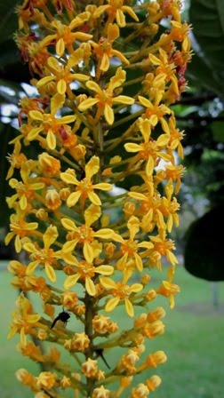 Flowers in Singapore: Golden Chain Tree