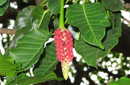 Flowers in Singapore: Hura crepitans (Sandbox Tree, Possumwood, Jabillo)