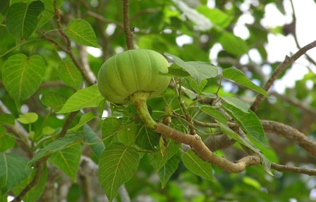 Flowers in Singapore: Hura crepitans (Sandbox Tree, Possumwood, Jabillo)