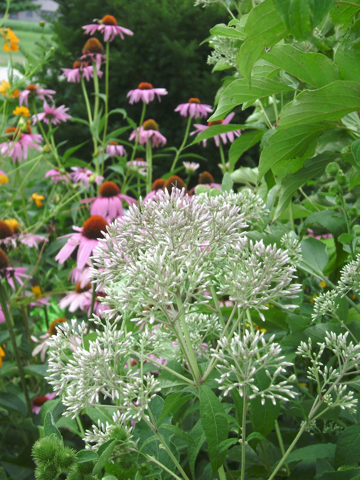 Prairie Rose's Garden: July GBBD: Bloomin' Hot!