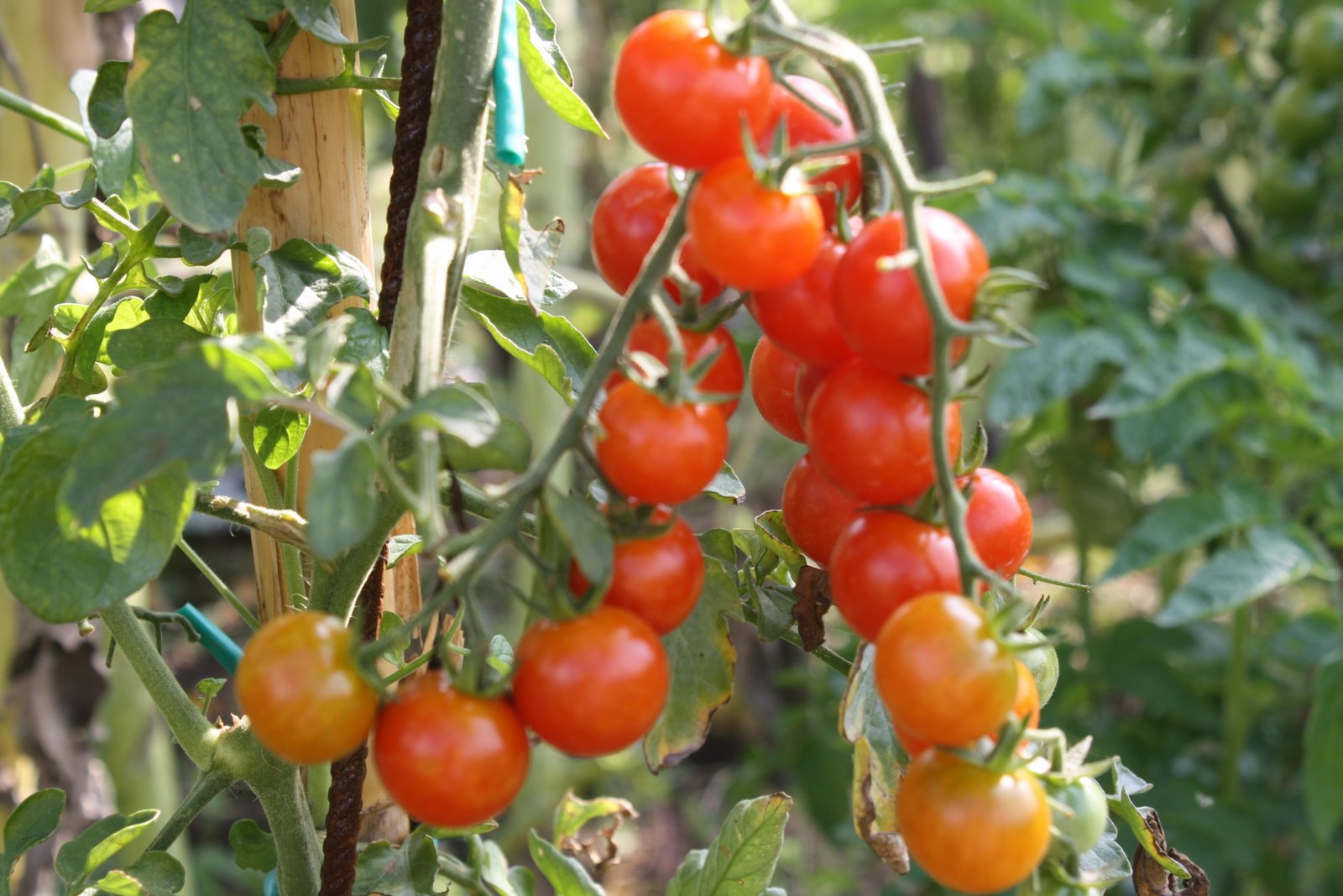 losmogotes: pomodori di settembre