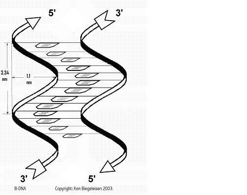 DNA: The True Structure of DNA