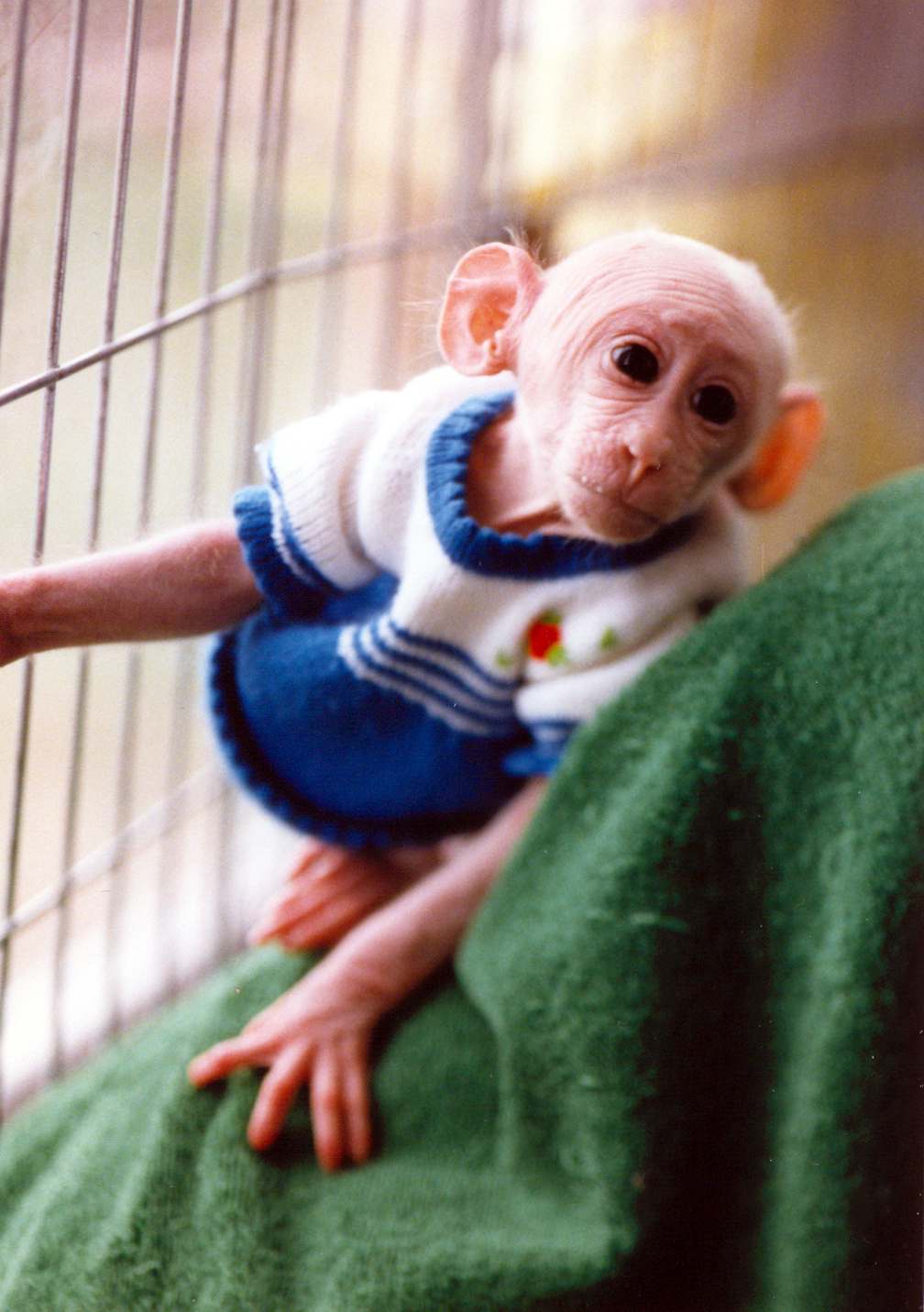 Widening Circle: Britches