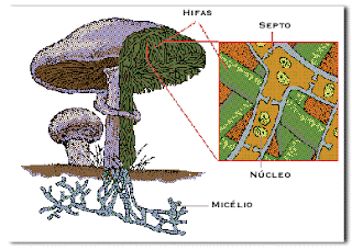 biologia II: semanarios 2ºparcial