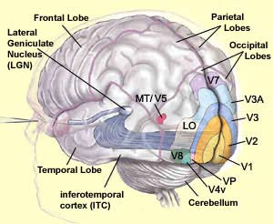 Social Neuroscience Findings: The Role of the Middle Temporal Visual ...