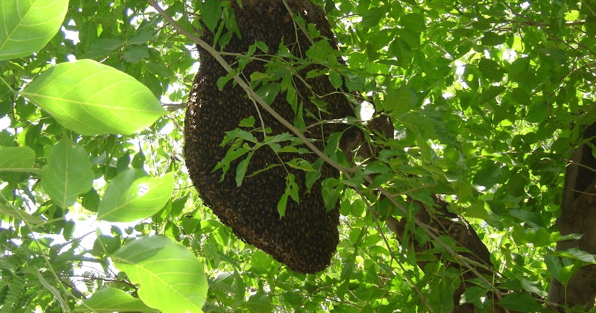 The Hive: 'Apis dorsata', Major pollinators of india