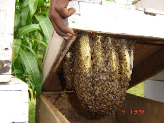 The Hive: 'Apis cerana Indica', our local species