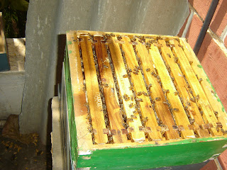 The Hive: 'Apis cerana Indica', our local species