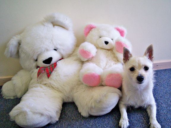 Mysteries: Amazing Dog Stories