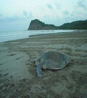Playas del Pacifico de Nicaragua: La flor