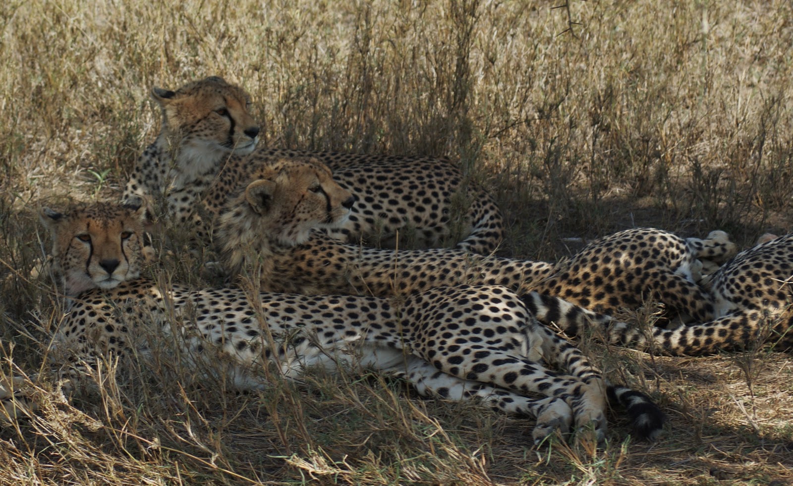 Dave & Tanya's African Odyssey: More Animals of the Serengeti