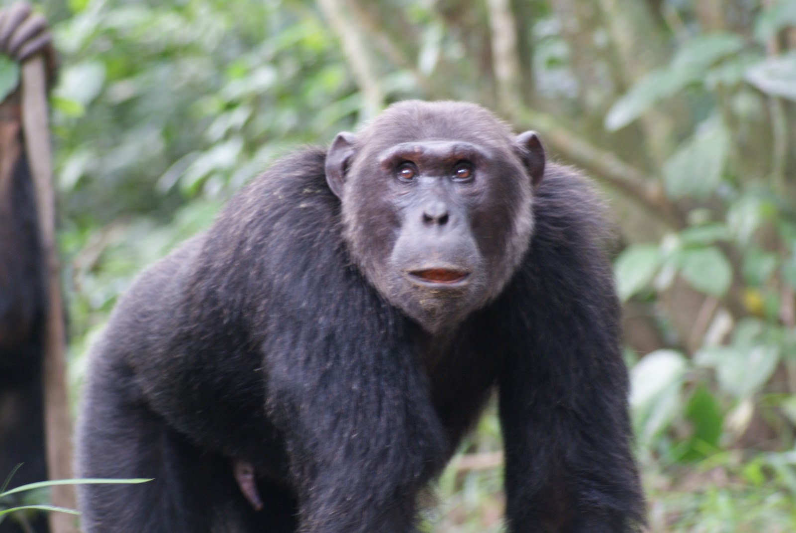 Dave & Tanya's African Odyssey: Tracking Chimps in Uganda