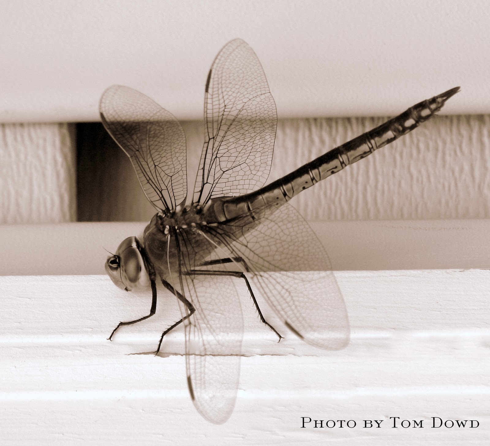 Photography by Joe Grimando