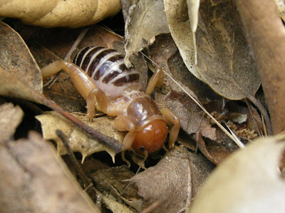 SEE TRAIL: Jerusalem Crickets