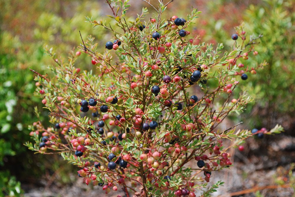 Space Coast Wildflowers: Cruickshank Sanctuary, June 9, 2010