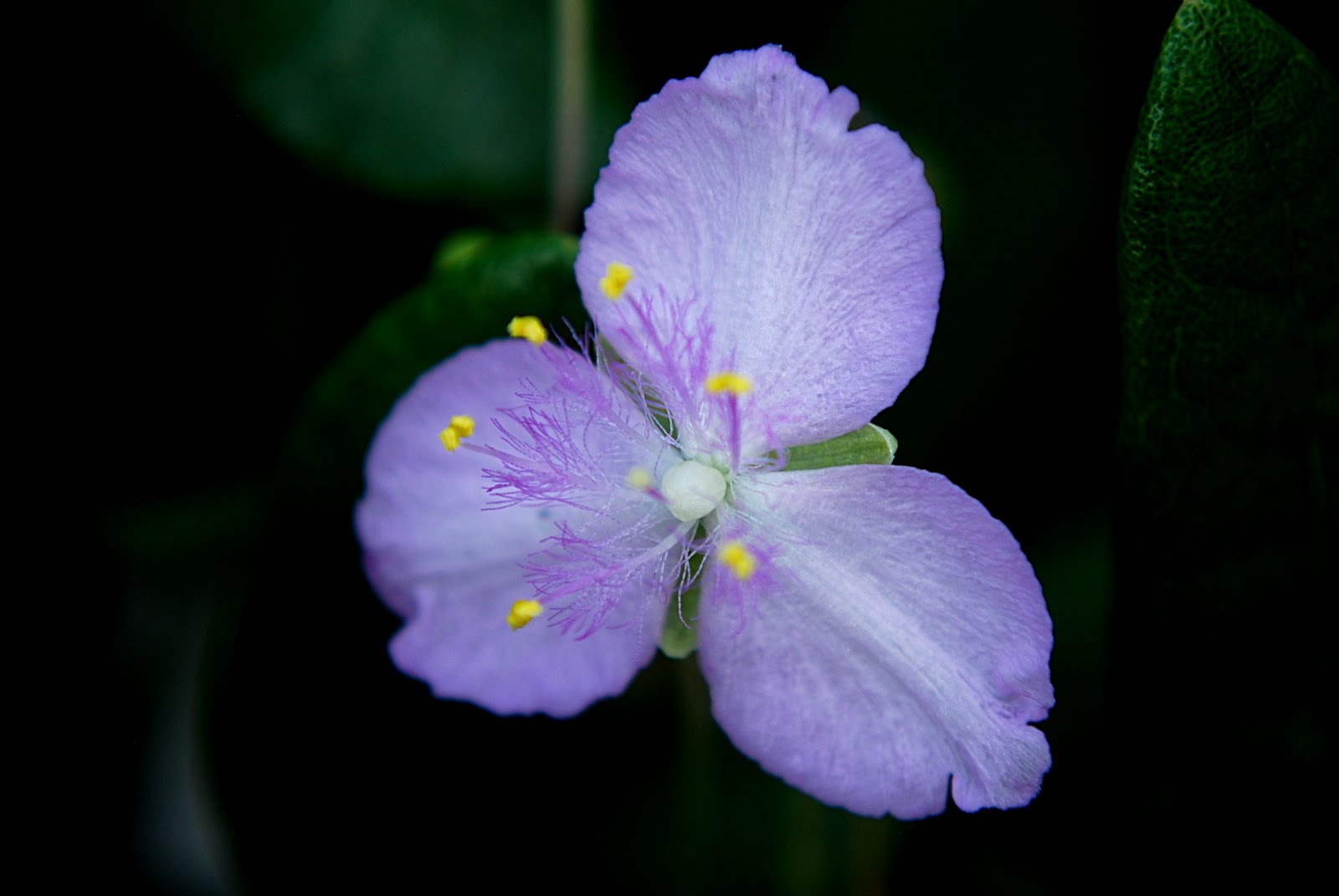 Space Coast Wildflowers: Return to Cruickshank Sanctuary, June 13, 2010