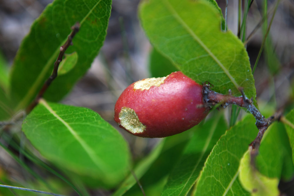 Space Coast Wildflowers: Wickham Park, Small Stuff, July 26, 2010