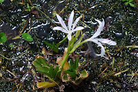 Space Coast Wildflowers: Wickham Park, Storm Water Ponds, July 20, 2010