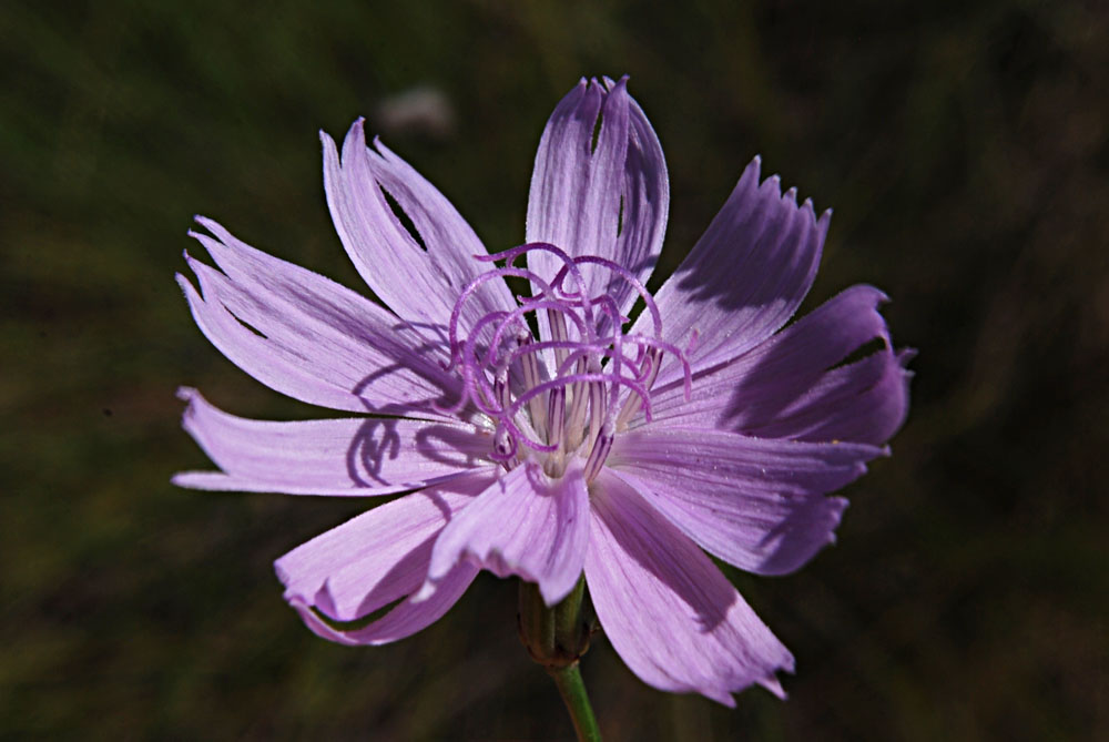 Space Coast Wildflowers: Wickham Park: Meadowbeauty Study, September 1 ...
