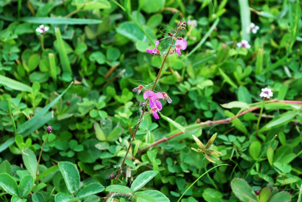 Space Coast Wildflowers: Dale Wimbrow Park, September 26-27, 2010