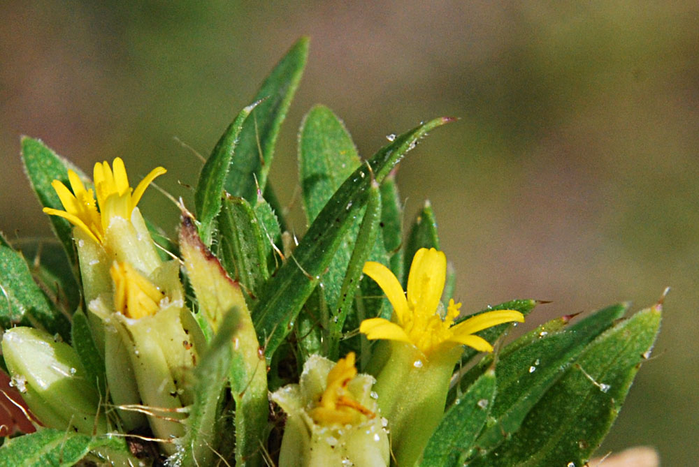 Space Coast Wildflowers: Dale Wimbrow Park, September 26-27, 2010
