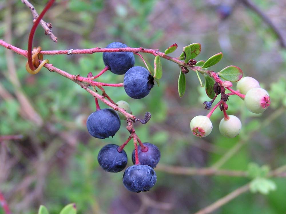 Space Coast Wildflowers: Wickham Park: Archive Photos