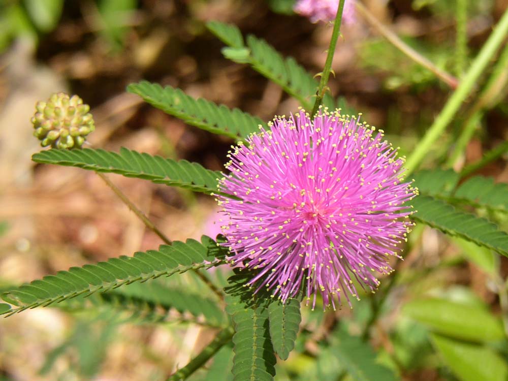 Space Coast Wildflowers: Wickham Park: Archive Photos