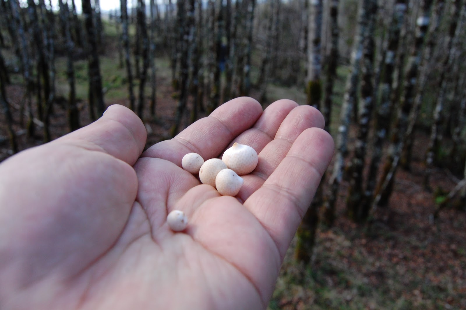 Los Lagos: PINATRAS: CUANDO EL BOSQUE DA DE COMER