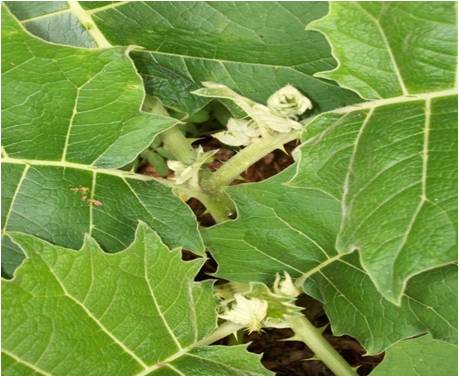 HERBARIO VIRTUAL: LULO