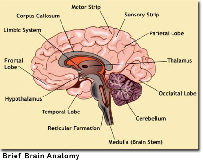 Biology A&P Lab: Brain Anatomy