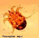 Tudo sobre cavalo: Sarnas de Cavalo