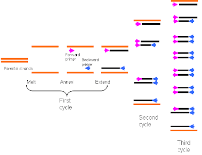 POLIMERASAS EN ACCIÓN: REACCIÓN EN CADENA DE LA POLIMERASA