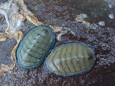 Alaska APN Adventure: Bidarki......or.......Malarkey