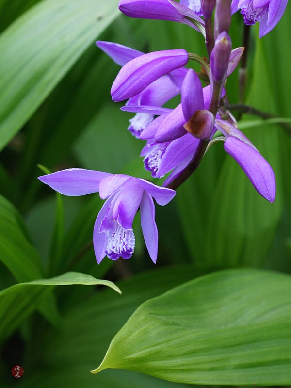 FROM THE GARDEN OF ZEN: Shiran (Bletilla striata) flowers in Engaku-ji ...