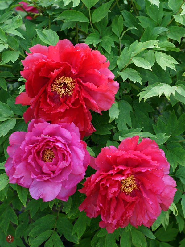 FROM THE GARDEN OF ZEN: Botan (peony) flowers in Kencho-ji temple