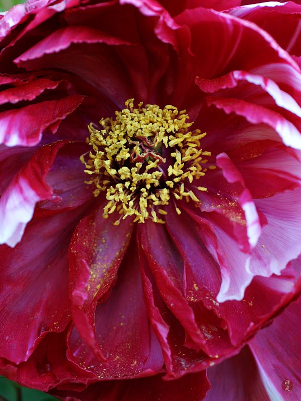FROM THE GARDEN OF ZEN: A Botan (peony) flower in Kencho-ji temple