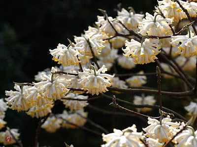 FROM THE GARDEN OF ZEN: Mitsumata (Edgeworthia chrysantha) flowers in ...