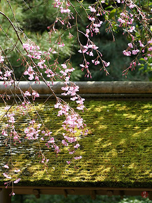 FROM THE GARDEN OF ZEN: Shidare-zakura (weeping sakura) blossoms in ...