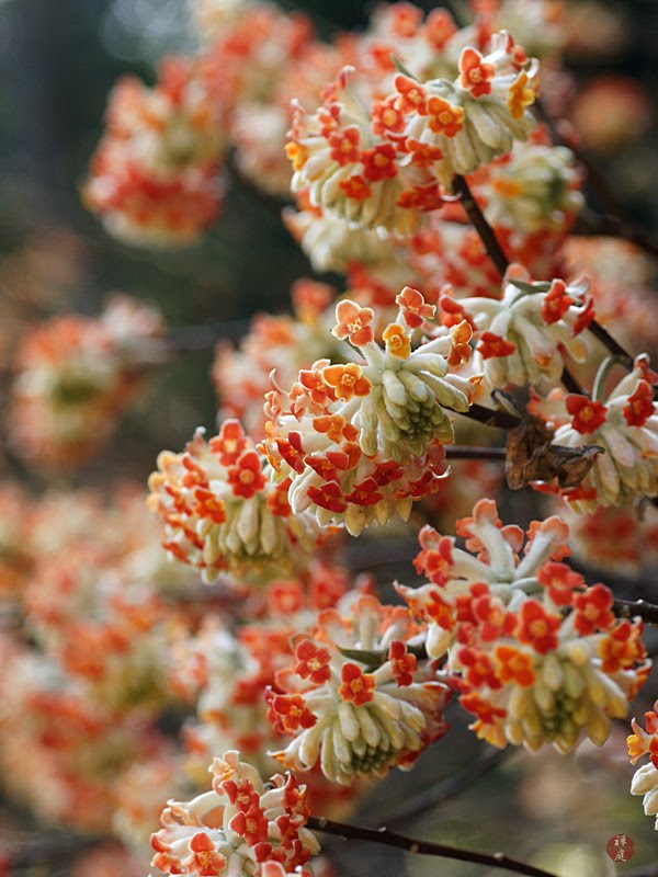 FROM THE GARDEN OF ZEN: Aka-mitsumata (Edgeworthia chrysantha) flowers ...