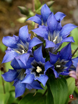 FROM THE GARDEN OF ZEN: Rindo (Gentiana scabra var. buergeri ) flowers ...