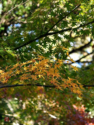 FROM THE GARDEN OF ZEN: 2009