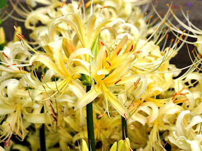 FROM THE GARDEN OF ZEN: Higan-bana (Lycoris radiata) flowers in Engaku-ji