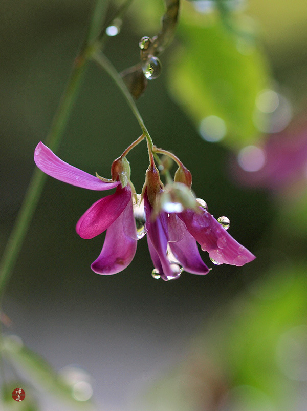 FROM THE GARDEN OF ZEN: October 2010