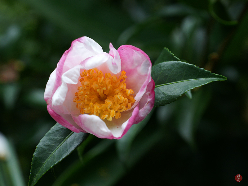 FROM THE GARDEN OF ZEN: A Sazanka (Camellia sasanqua) flower in Engaku-ji