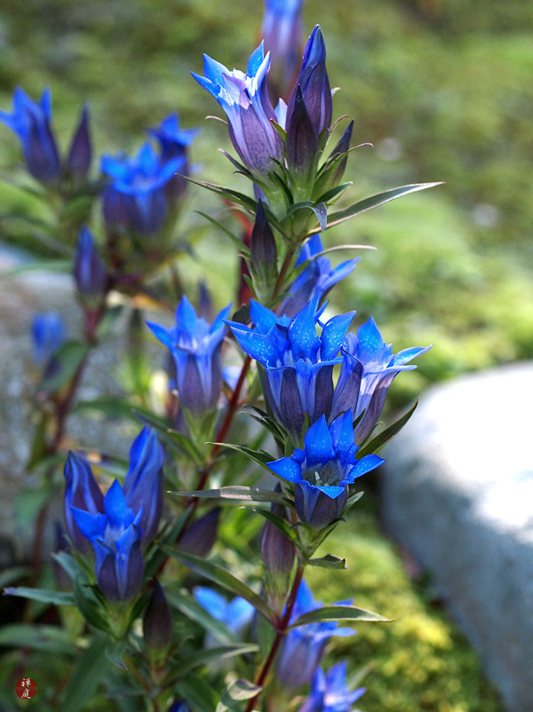FROM THE GARDEN OF ZEN: Rindo (Gentiana scabra var. buergeri ) flowers ...