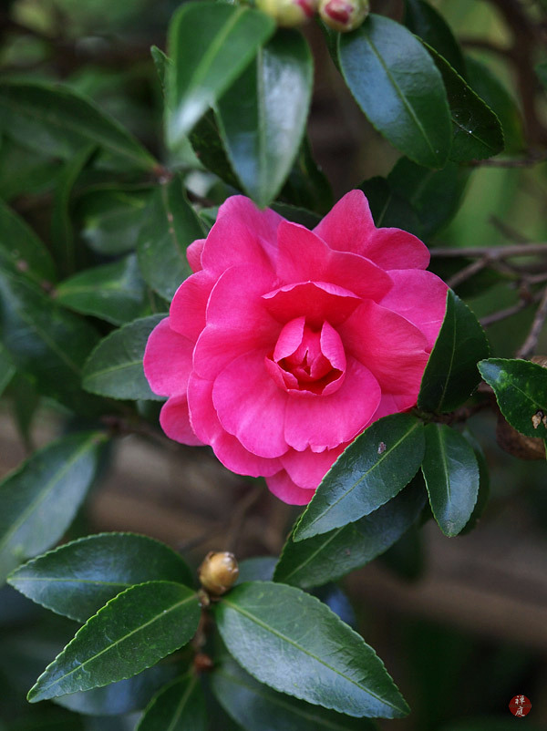 FROM THE GARDEN OF ZEN: November 2010