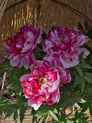 FROM THE GARDEN OF ZEN: Winter-peony flowers in Tsurugaoka-hachimangu